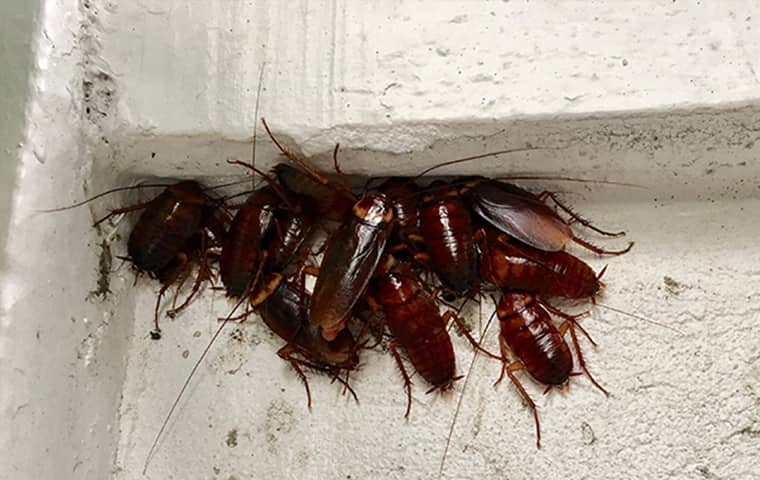 Cockroach Control in Massachusetts - Sutton Hill Services